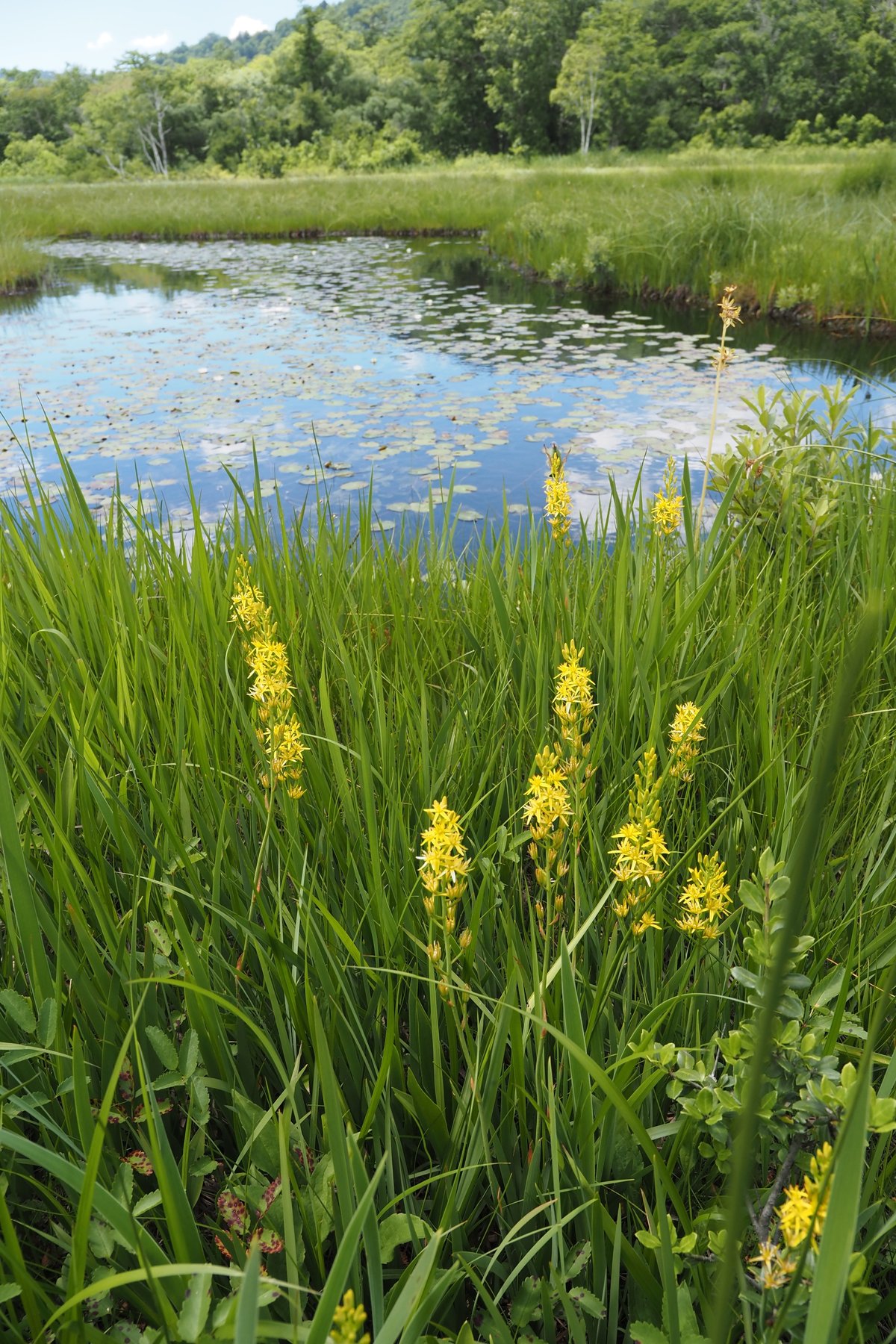 夏の尾瀬｜etsuko