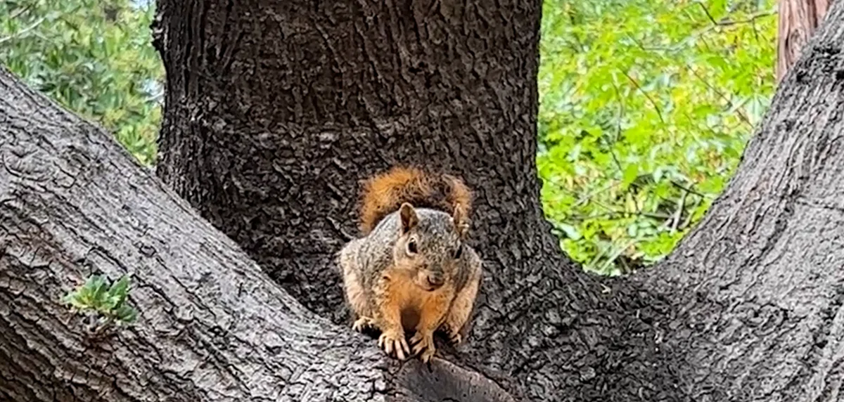 20‐SF: Berkeley Squirrels -バークレー校のリスたち‐｜池谷 佳織