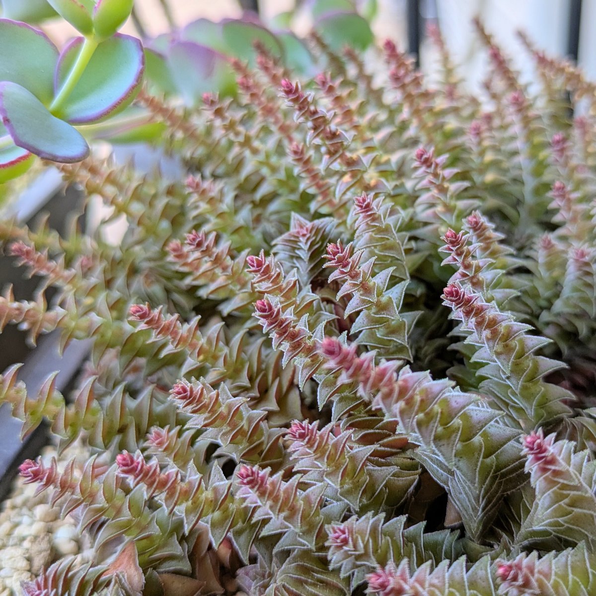 情け｜紺 をのへ