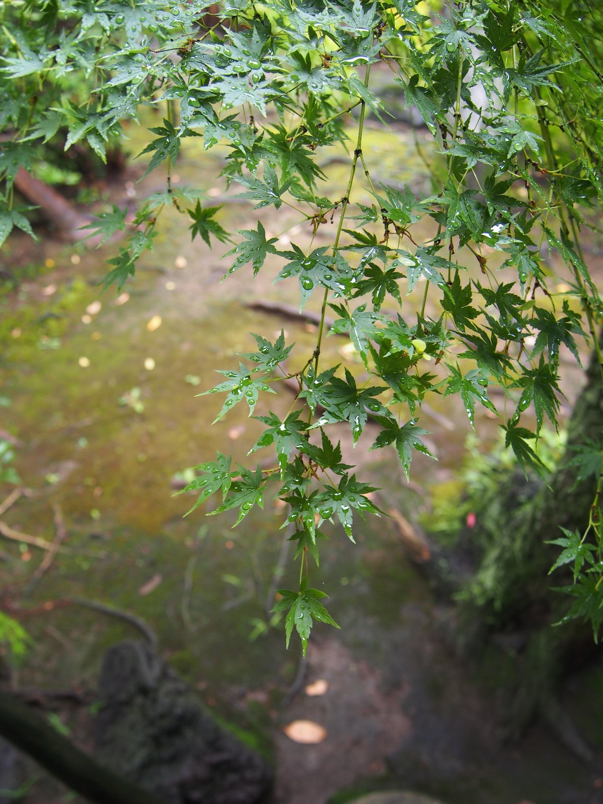 雨の日に楽しみたい、葛飾柴又の2庭園。｜niwa_emon