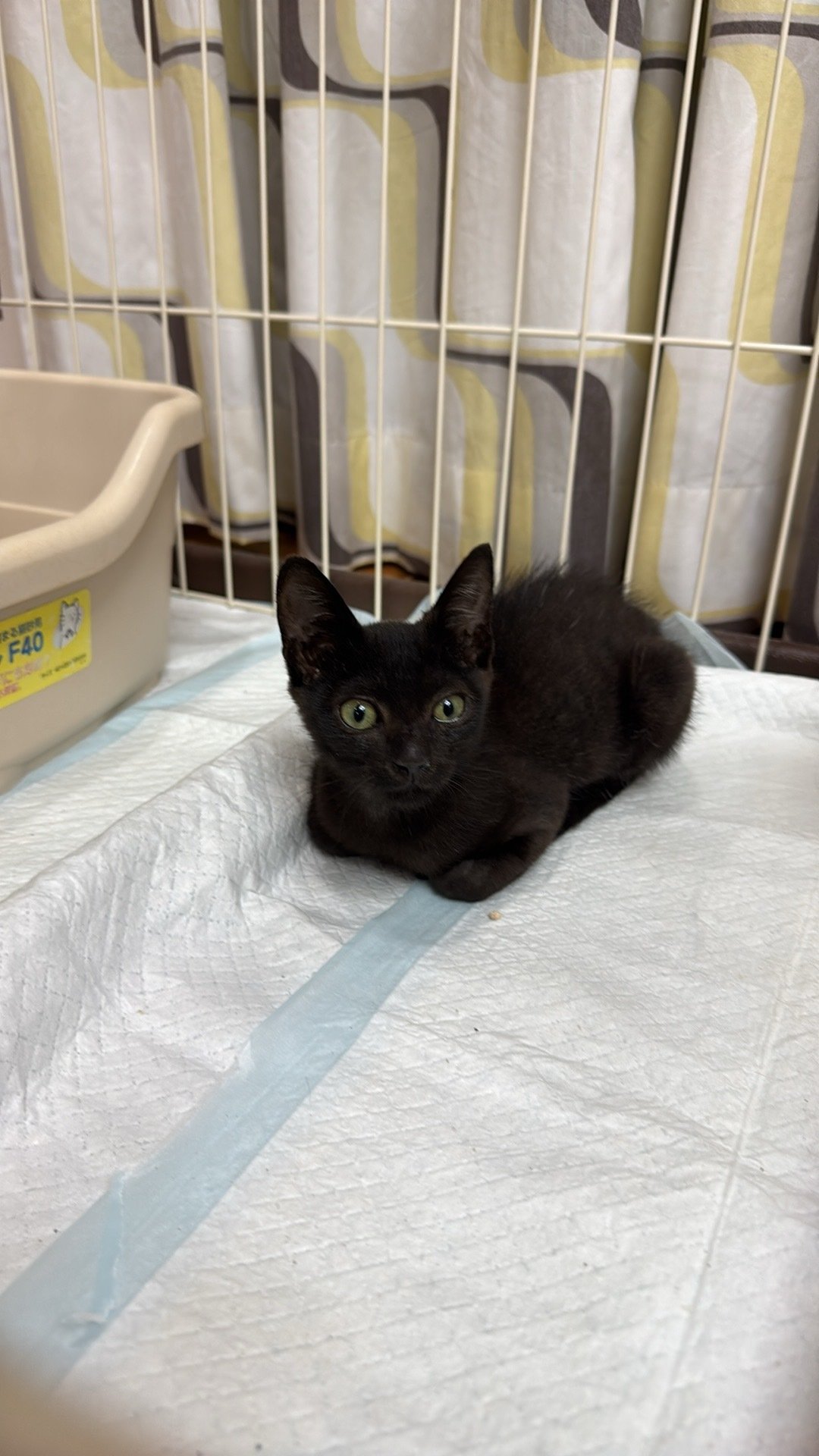 やっぱり増えた｜aile_tresor_juliette