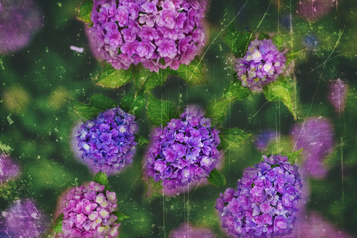 紫陽花レタッチ｜YUTA録