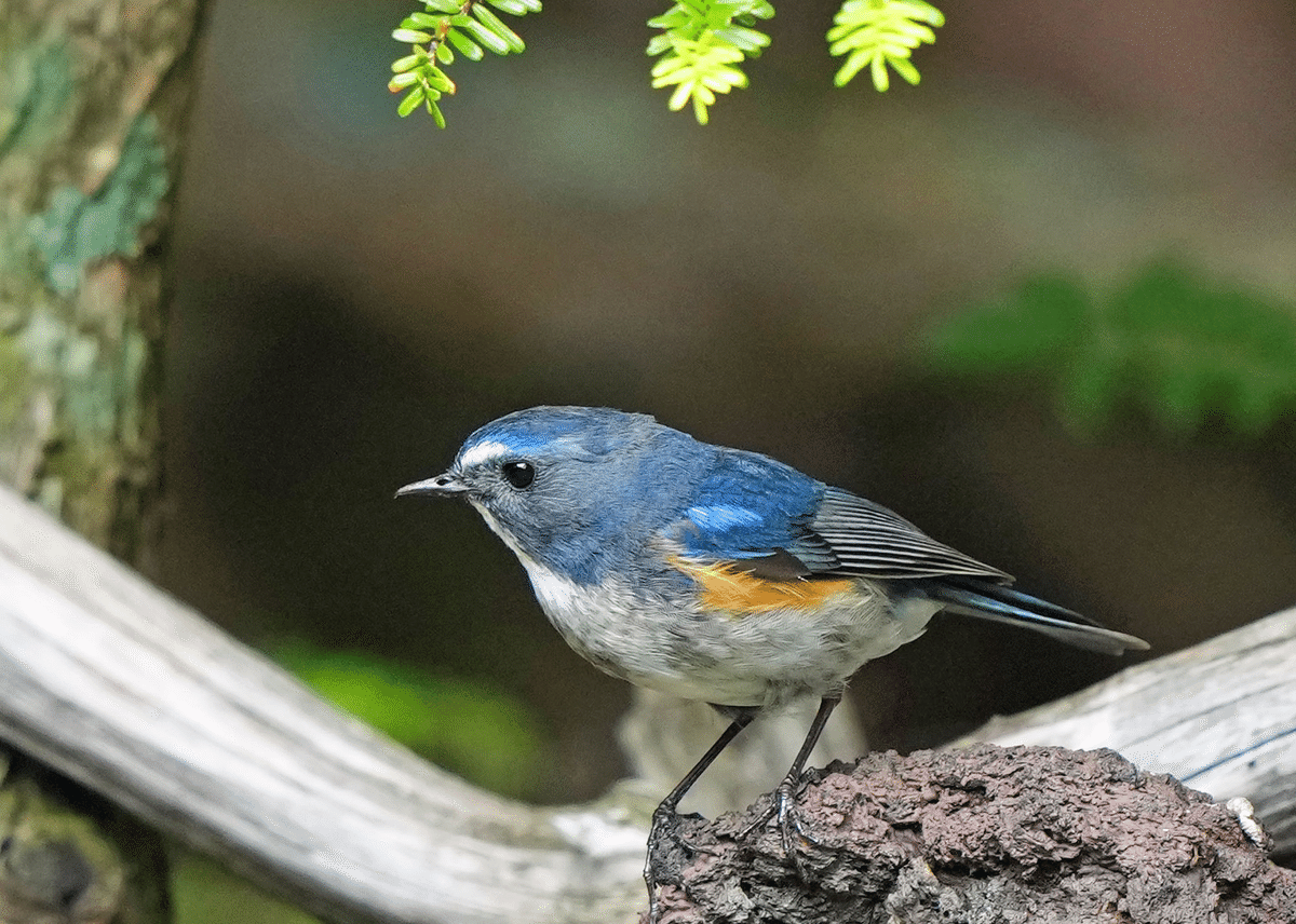 【野鳥】8月2日 探鳥 富士山奥庭 2025-9｜Chacoder