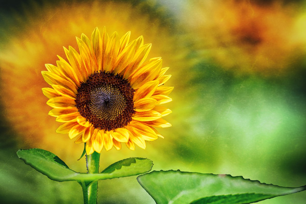 ひまわりレタッチ｜YUTA録