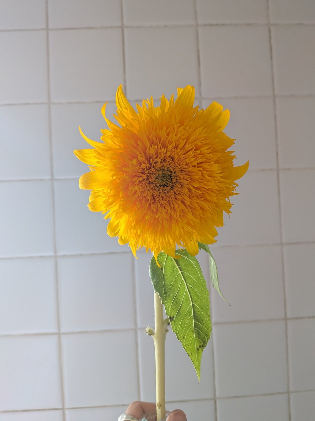 「女子高生最強」から「私」って「最強」へ｜SAKI OTSUKA