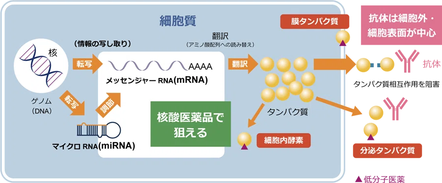 難治性疾患に対する核酸薬剤の実用化に取り組むルクサナバイオテク株式会社が資金調達を実施｜STARTUP LOG｜スタートアップの挑戦を、もっと ...