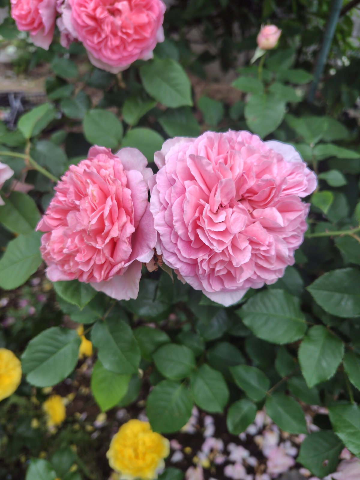 🐹🌹《もちmochi♡+かんたん 自己紹介note♡+》15万ビュー記念日生地🍪🌹🐹｜もち mochi 🐹🌹♡+