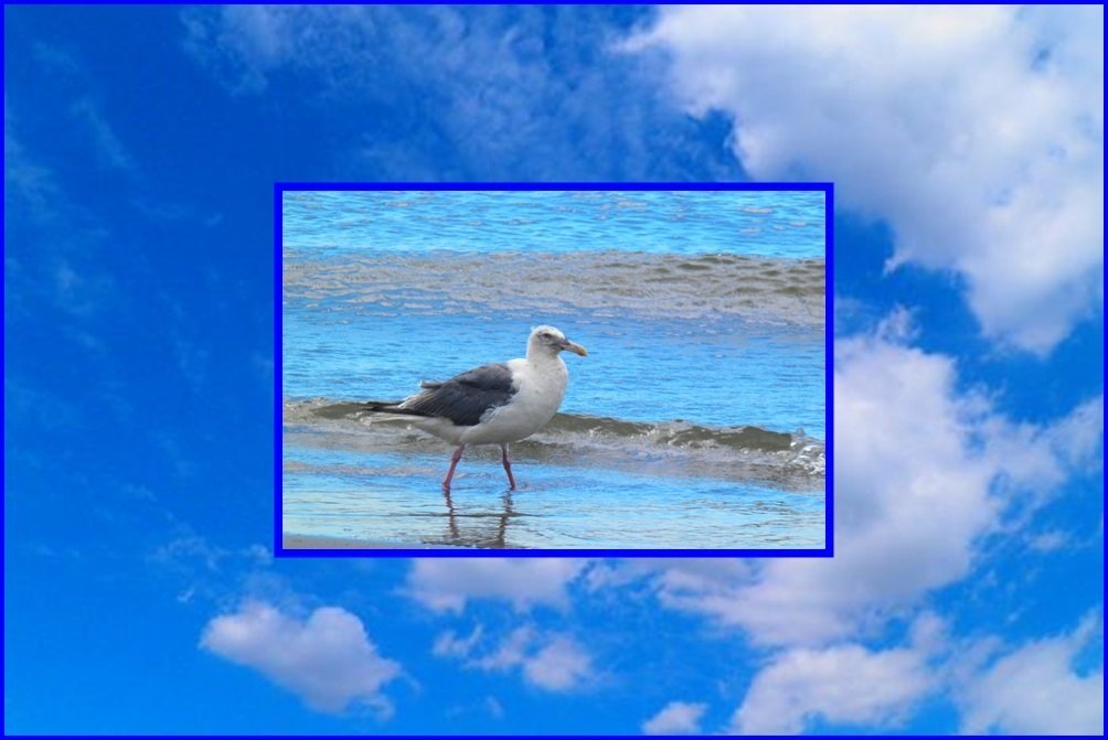 特別のカモメ体験｜西尾征紀 （Nishio Masanori）