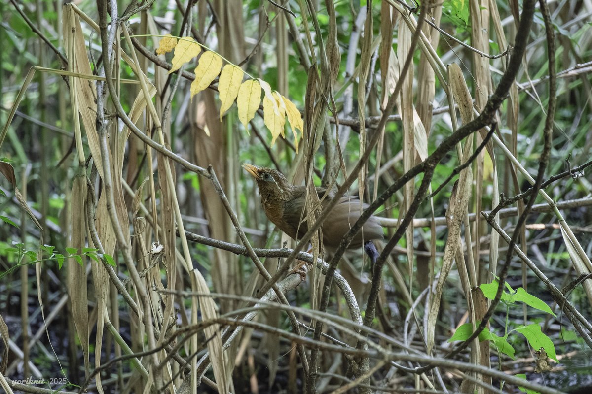 ひさしぶりに Zf で撮る。 ｜ Nikon Zf｜yoriknit