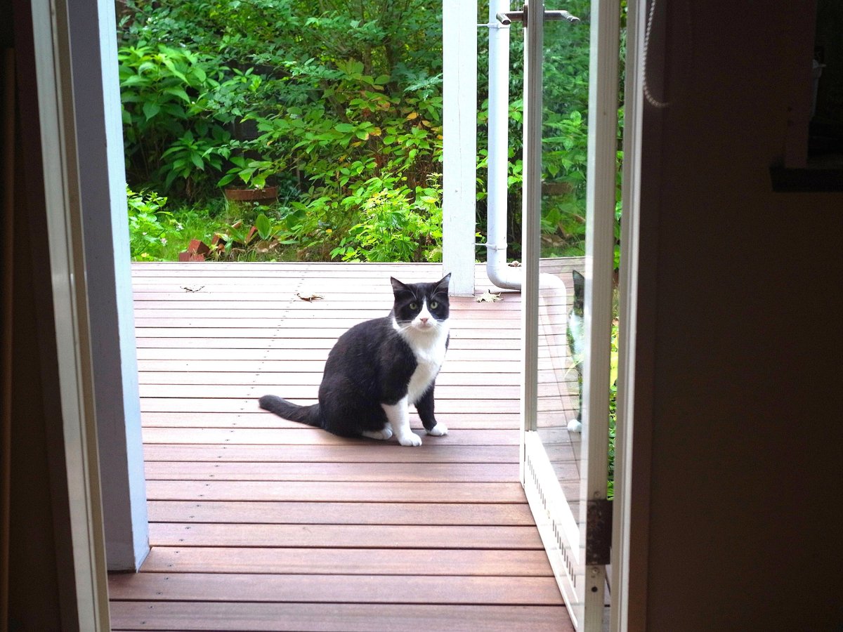 「猫百態」 ちょっと お待ち！｜Rabi Sato