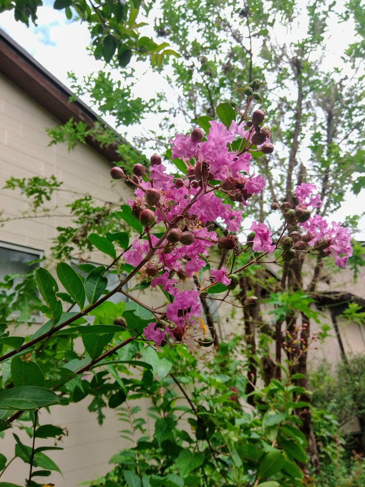 埼玉の門前町にある古民家の庭、メヌマハウス。｜niwa_emon