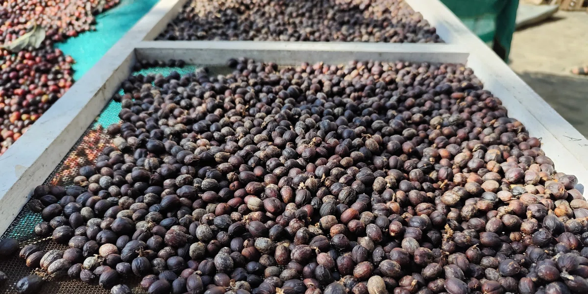 ChandraGiri SLN 13：アラビカの風味とロブスタのたくましさを併せ持つ注目のハイブリッド！｜Himalayan Bloom Coffee