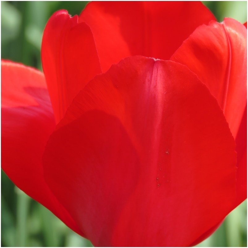 世界は美しい｜西尾征紀 （Nishio Masanori）