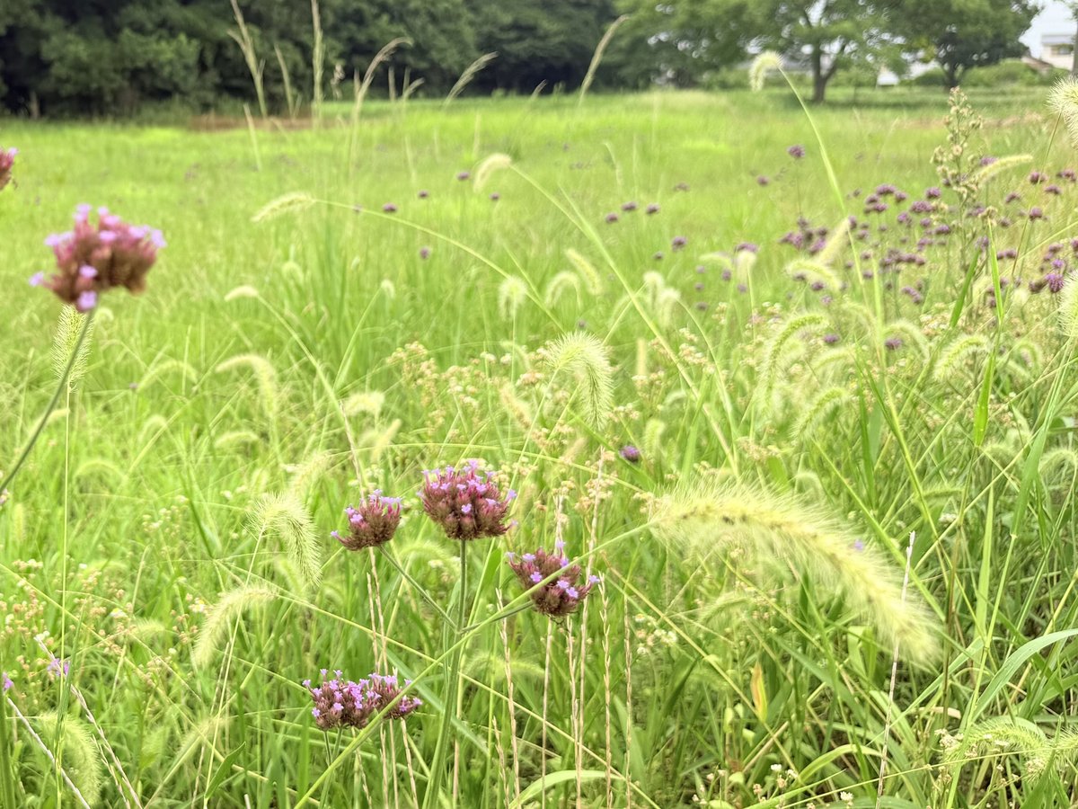 テレワークの運動不足をラジオ体操で解消！夏のプチ・ワーケーション計画｜JTA（日本テレワーク協会）【公式note】