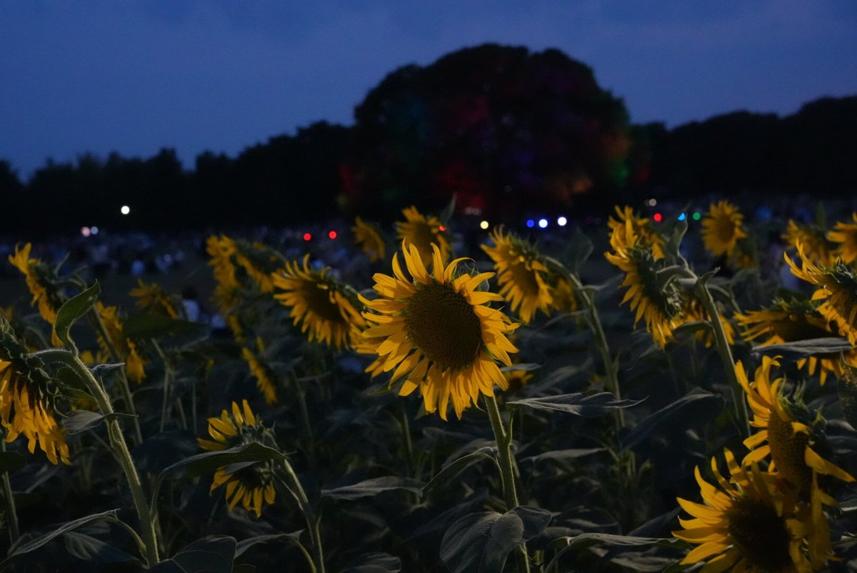 昭和記念公園ライトアップ、ひまわり｜isobe