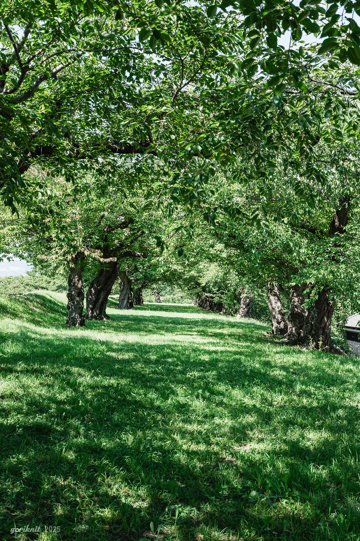 涼を求めて函館へ。 ｜ Day 3｜yoriknit