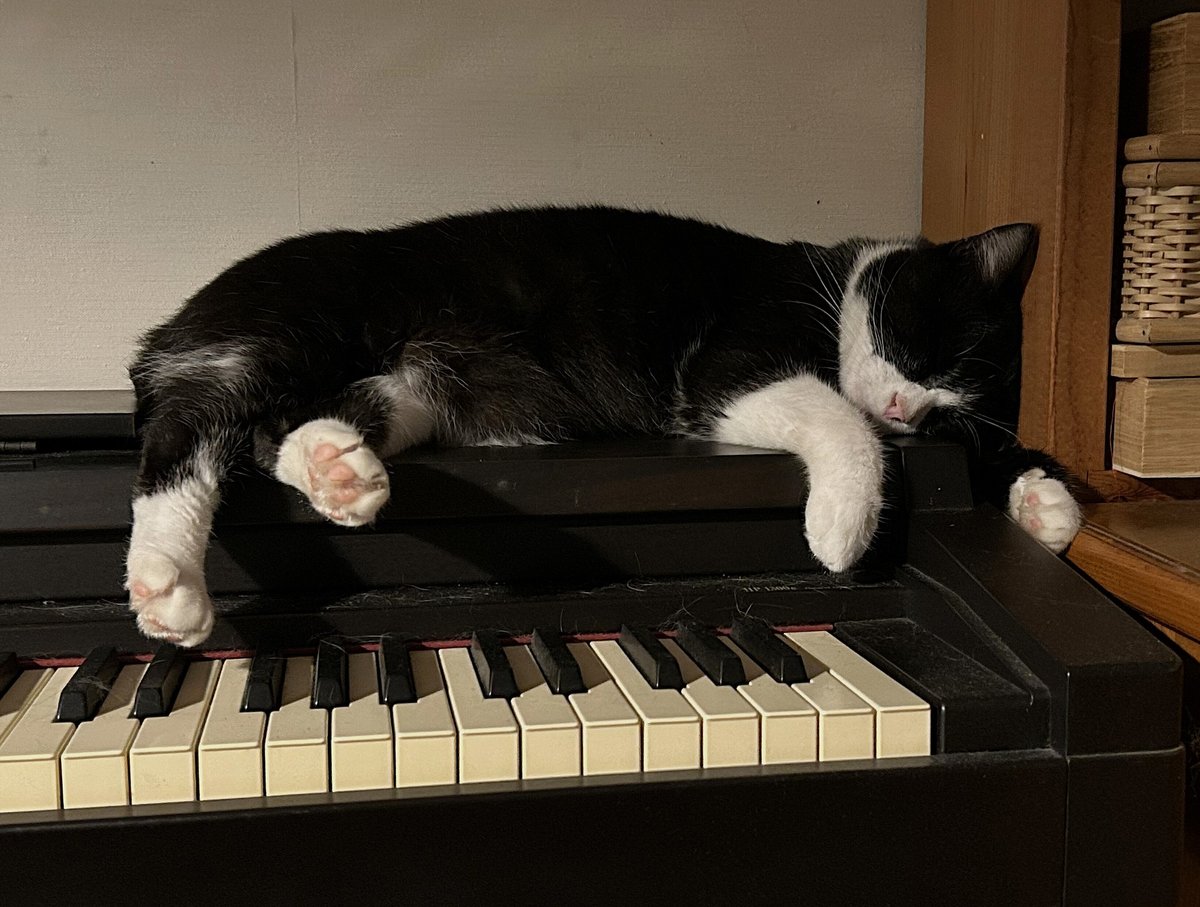 「猫百態」 困憊｜Rabi Sato