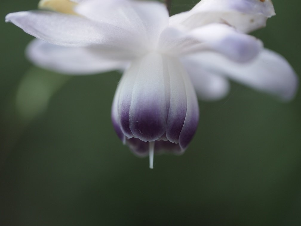 【夏の1コマ】御岳山のレンゲショウマ｜Tom.Msn