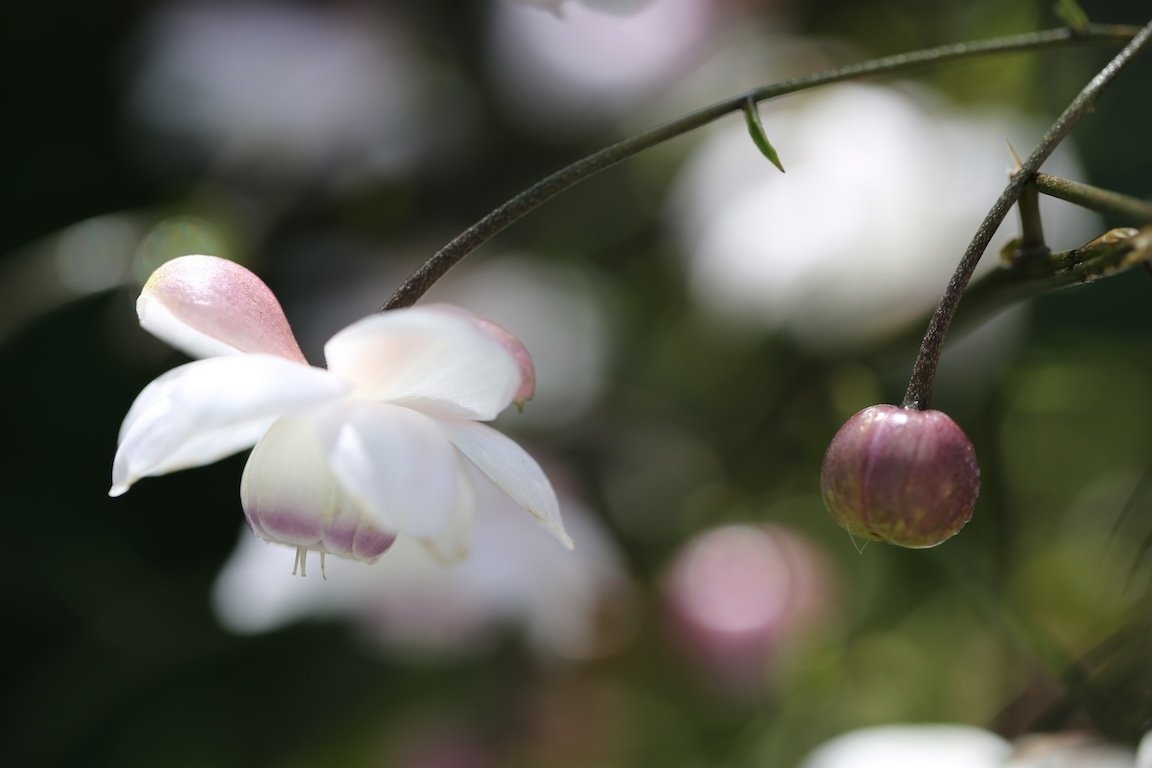 【夏の1コマ】御岳山のレンゲショウマ｜Tom.Msn