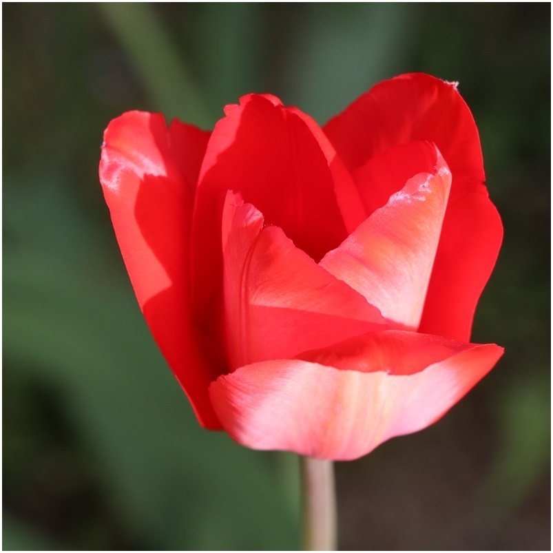 花への関心｜西尾征紀 （Nishio Masanori）