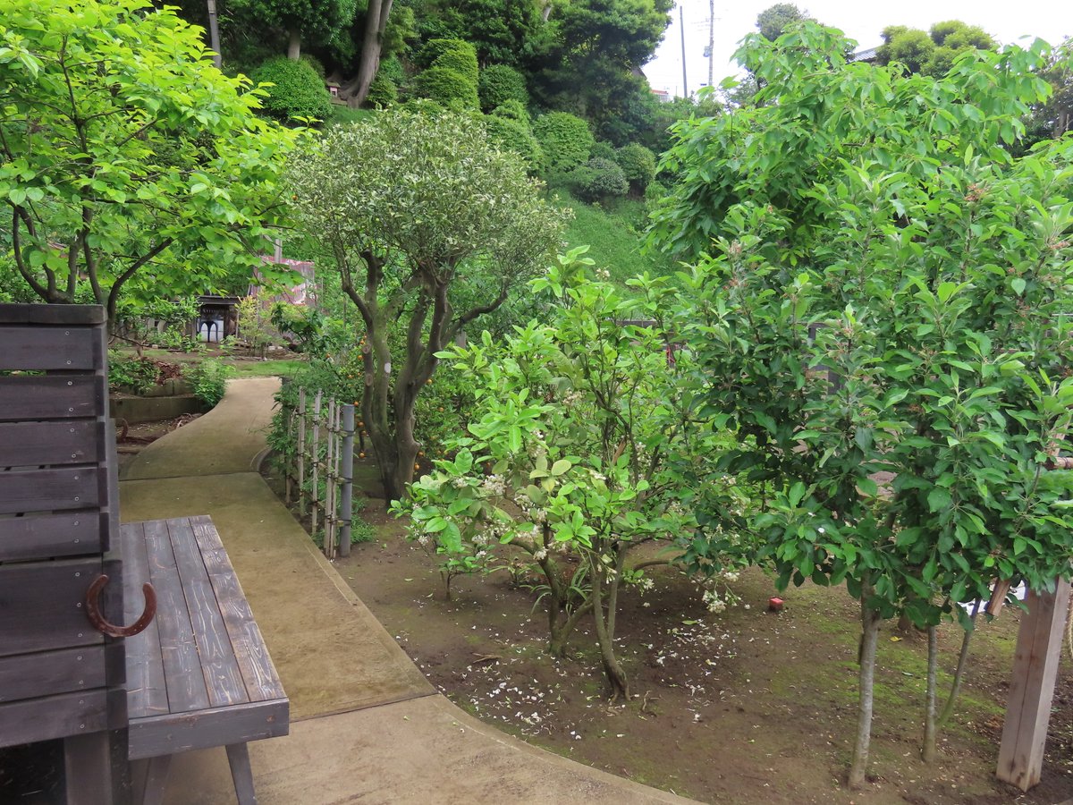 里庭リンゴ｜神保賢一路の「里庭ガーデニング百科」