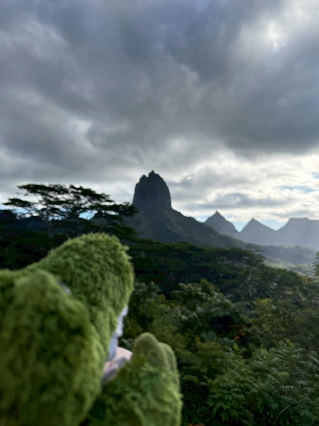 モーレア島 自然のなかで｜めー