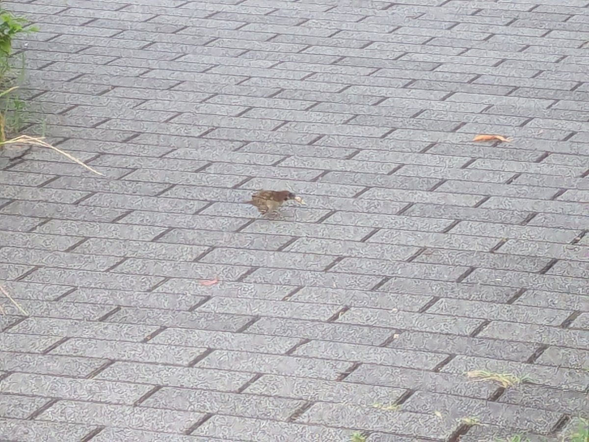 一枚の画像〜チュンチュン｜ichiro70