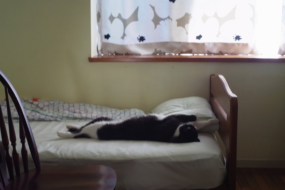 「猫百態」 寝棒｜Rabi Sato