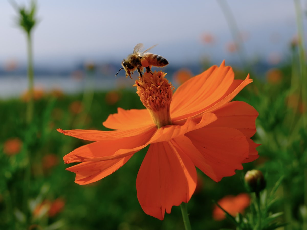 GFX100RFを買ったお話｜gotengo