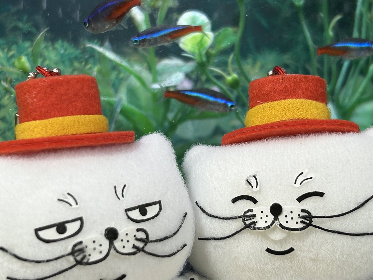 1610.自分を好きになる、自分を愛する、自分を大切にするって、自分に対して素直で正直になれるってことなのさ。【お馬鹿なcoucouさんの悩まぬ論㉑】｜coucou@note作家