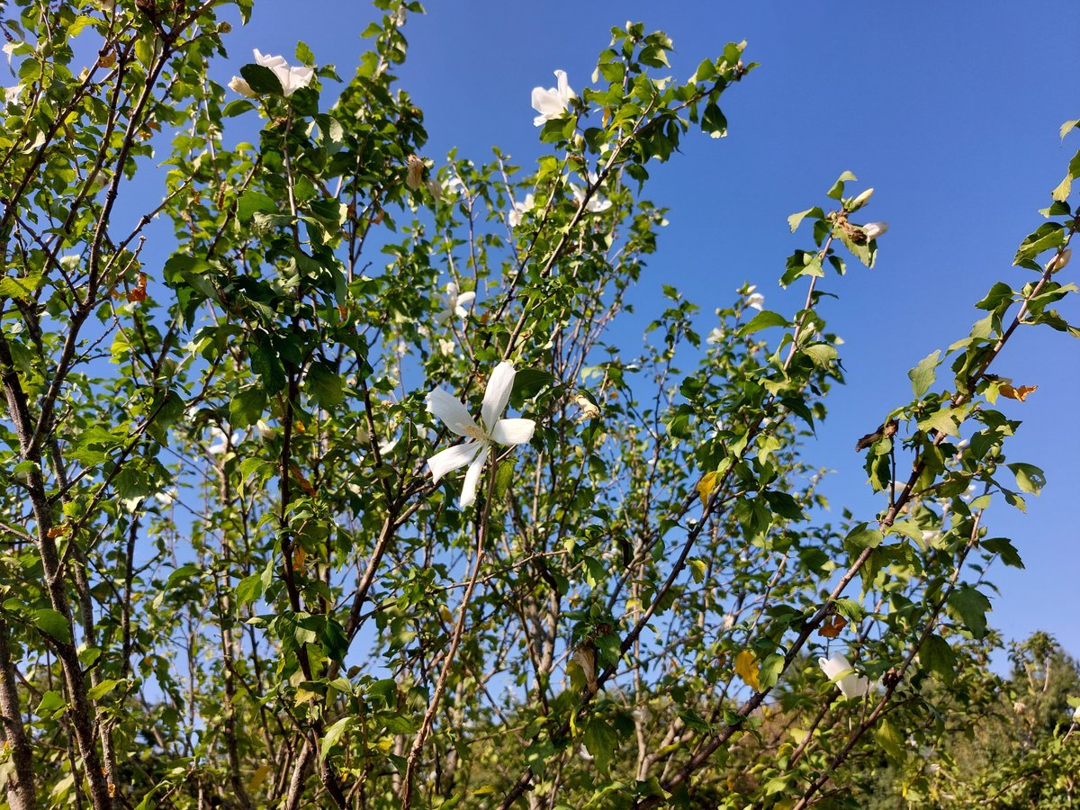 みかん花便り(2025年8月号)｜琴ノ葉みかん (Mikan Kotonoha)