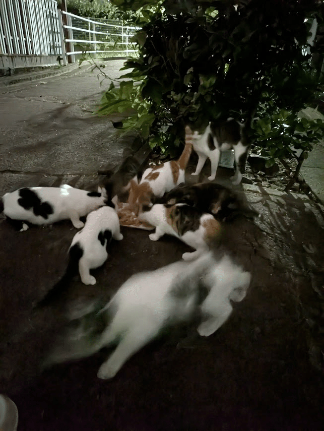 🐱 外猫TNR活動メンバーシップ募集 | 2025年9月3日～活動開始します！【東北イタコ（Tohoku I-ST）の外猫TNR活動支援願い】｜東北イタコ（Tohoku I-ST）