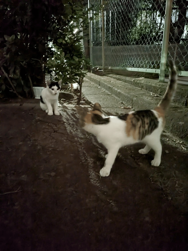 🐱 外猫TNR活動メンバーシップ募集 | 2025年9月3日～活動開始します！【東北イタコ（Tohoku I-ST）の外猫TNR活動支援願い】｜東北イタコ（Tohoku I-ST）