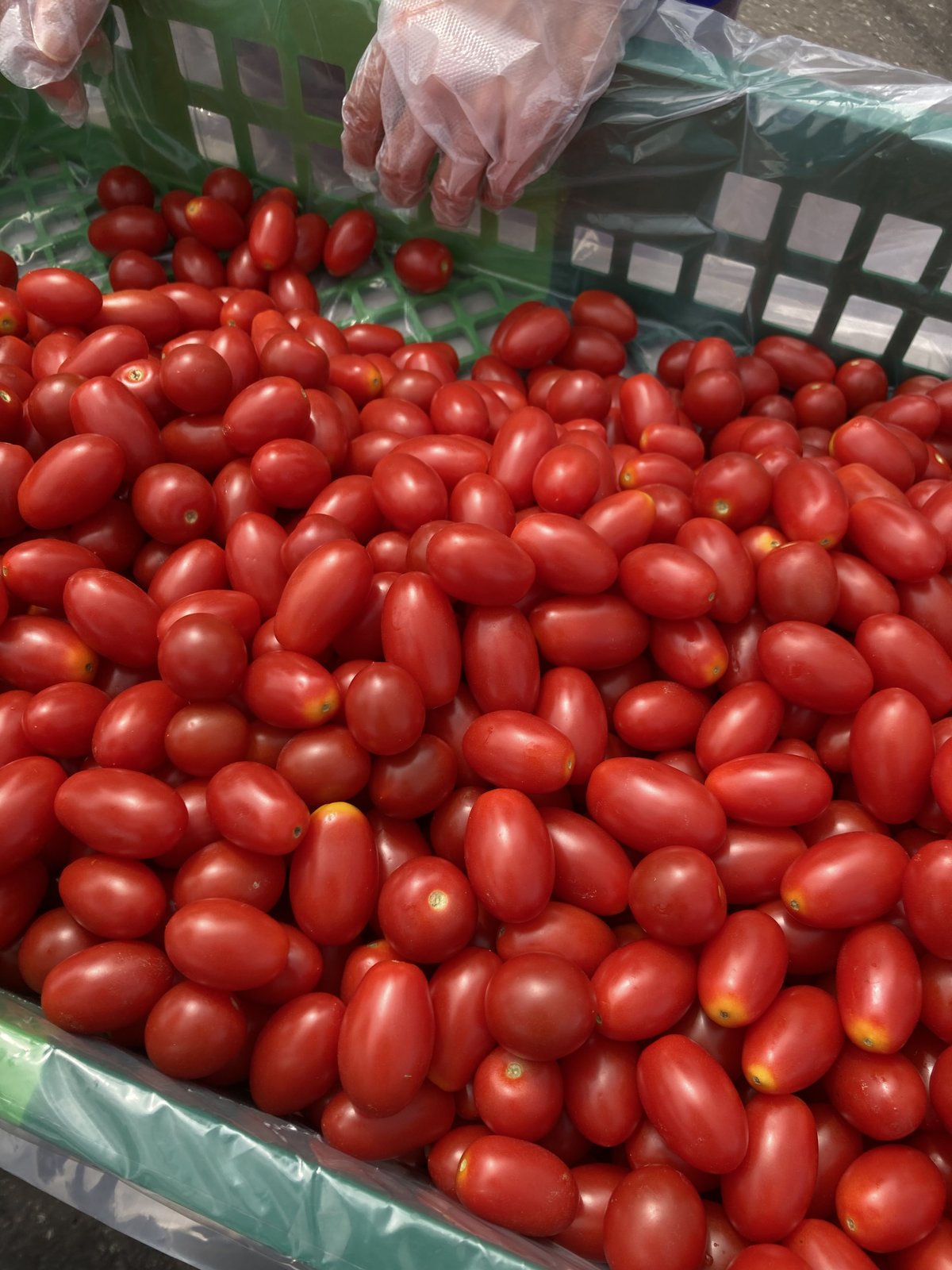 【マラソン】北海道マラソン2025を走ってきました｜Yuusuke_Run