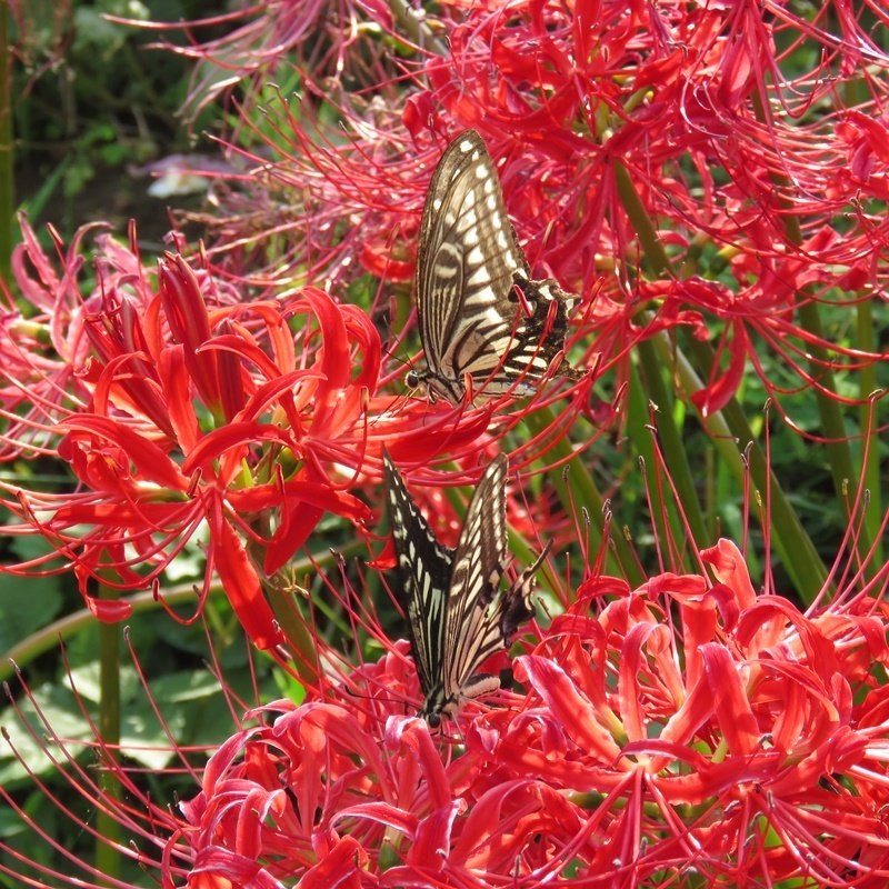 蝶と曼殊沙華｜西尾征紀 （Nishio Masanori）