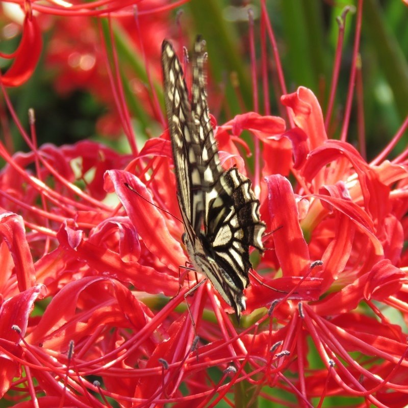 蝶と曼殊沙華｜西尾征紀 （Nishio Masanori）