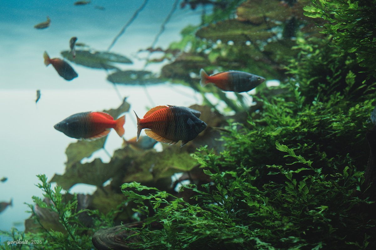 スカイツリータウン。 ｜ Leica Q3 43｜yoriknit