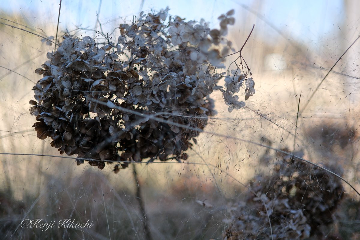 KIKUCHI LEATHERものづくりストーリー｜KIKUCHI LEATHER