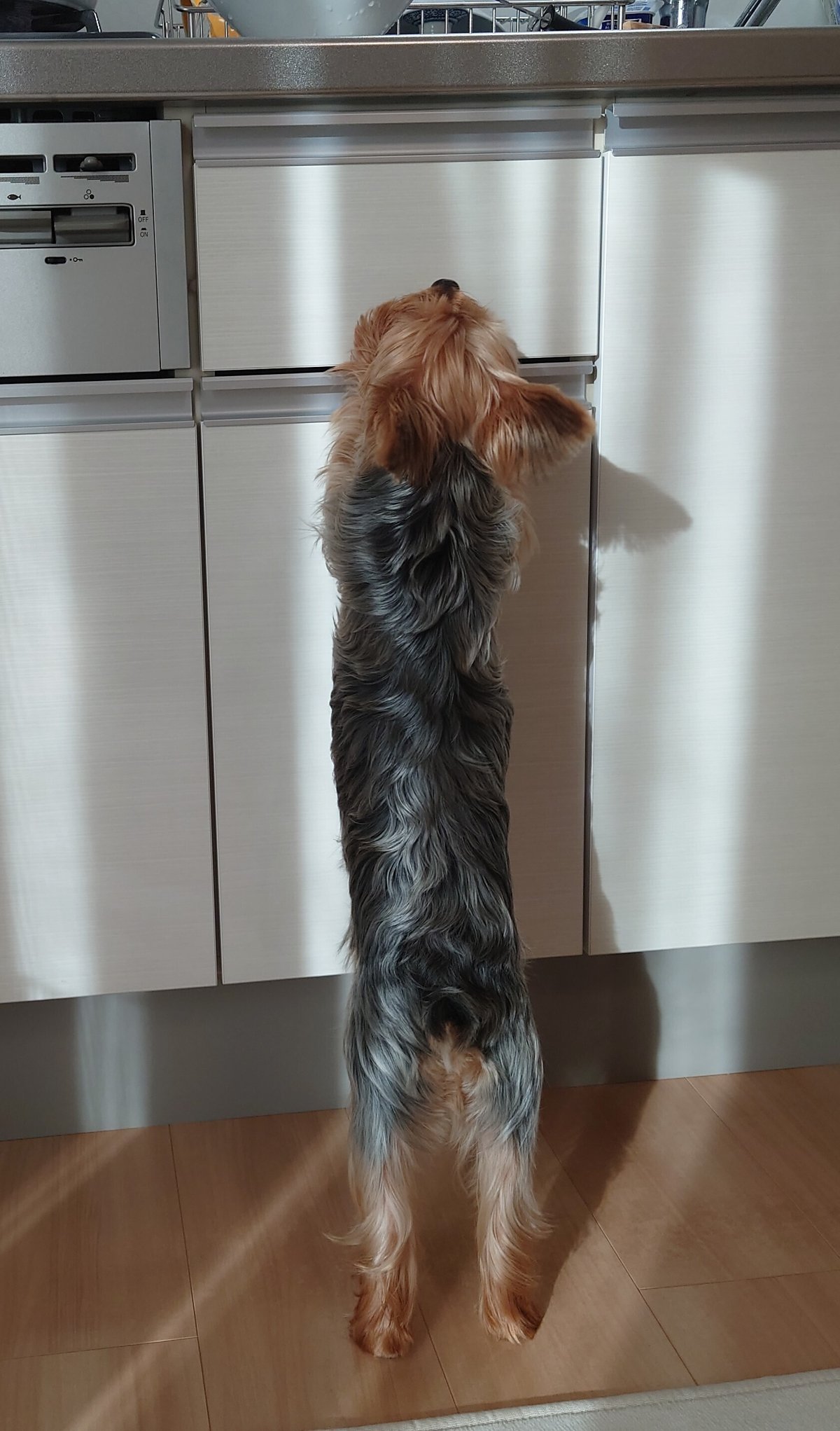 ChaCo Fashion Show 〜2025 Autumn〜｜こじまる