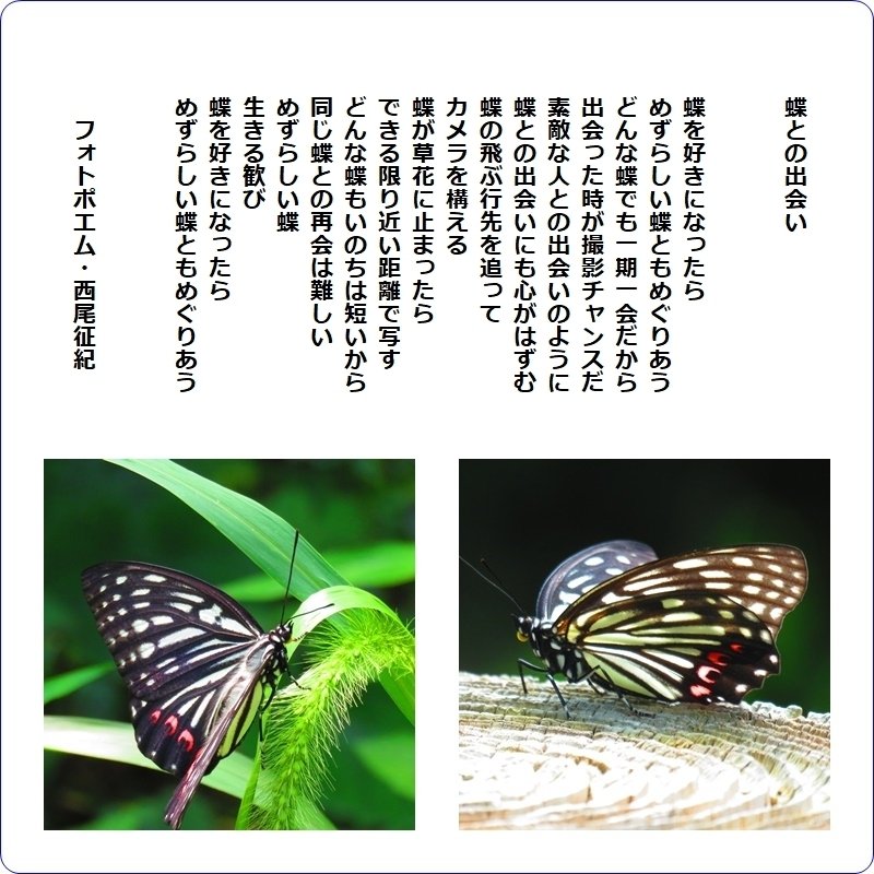 蝶との出会い｜西尾征紀 （Nishio Masanori）