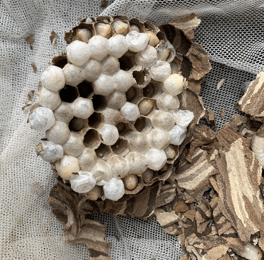 スズメバチが凶暴化する秋～くれぐれもご用心！｜KINCHO 大日本除虫菊株式会社