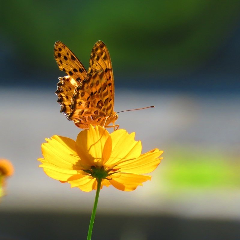 ヒョウモンチョウ｜西尾征紀 （Nishio Masanori）