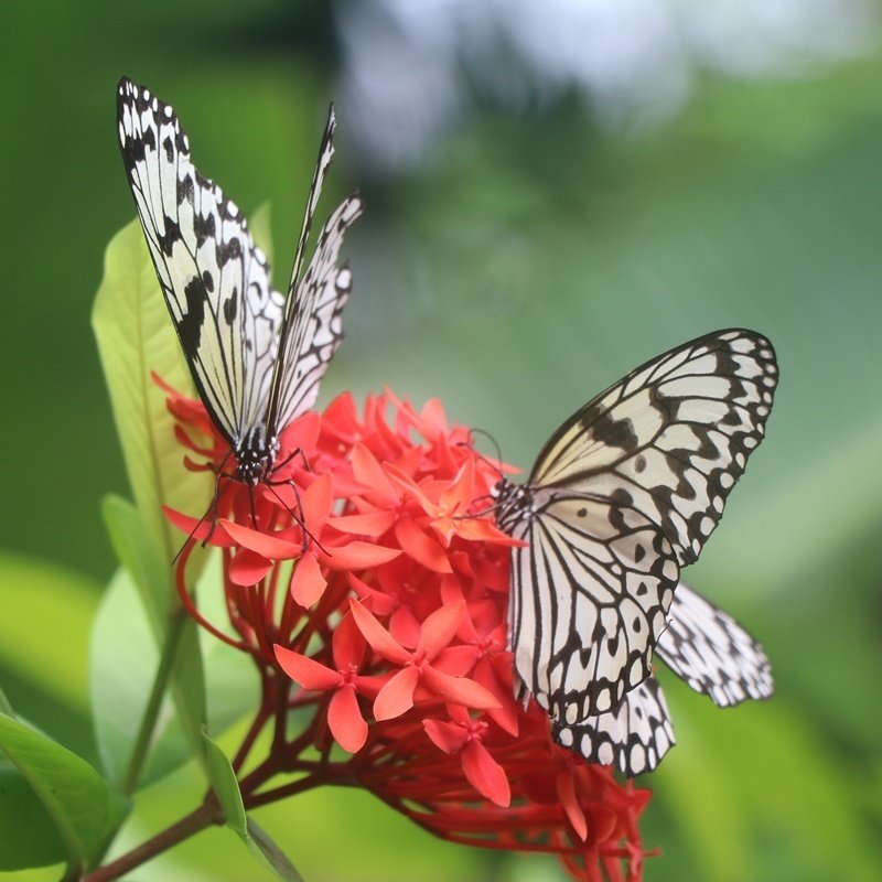 美しい蝶｜西尾征紀 （Nishio Masanori）