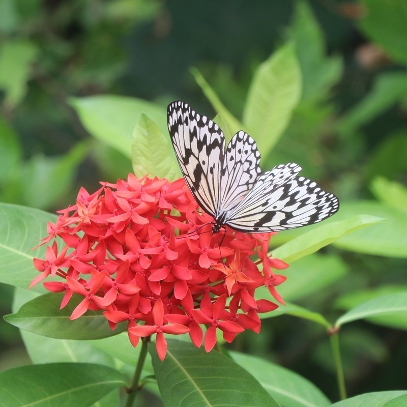 美しい蝶｜西尾征紀 （Nishio Masanori）