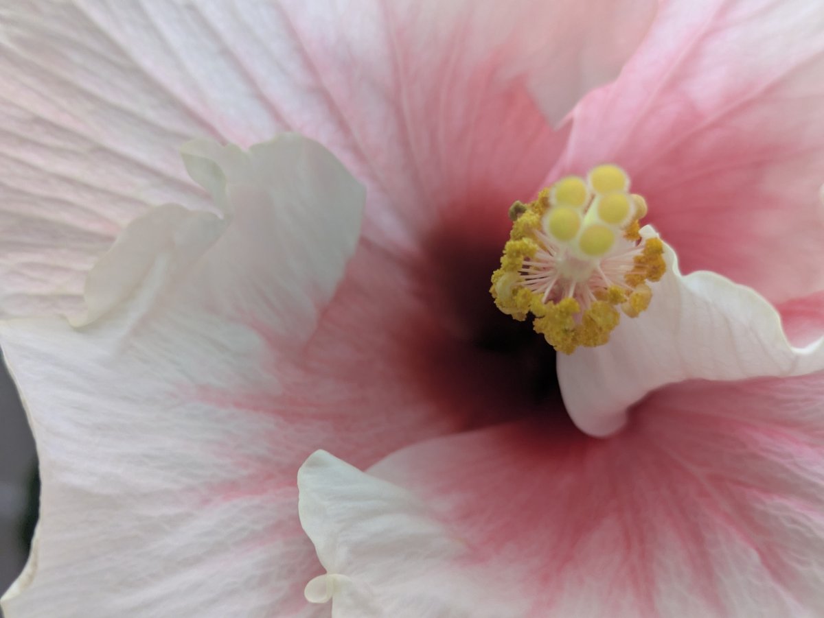 ハイビスカスのビスコちゃん！2回目、開花しました。｜arinco_house202