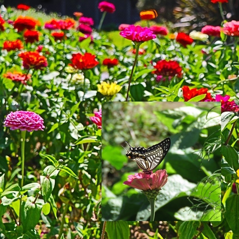揚羽蝶の好きな花｜西尾征紀 （Nishio Masanori）