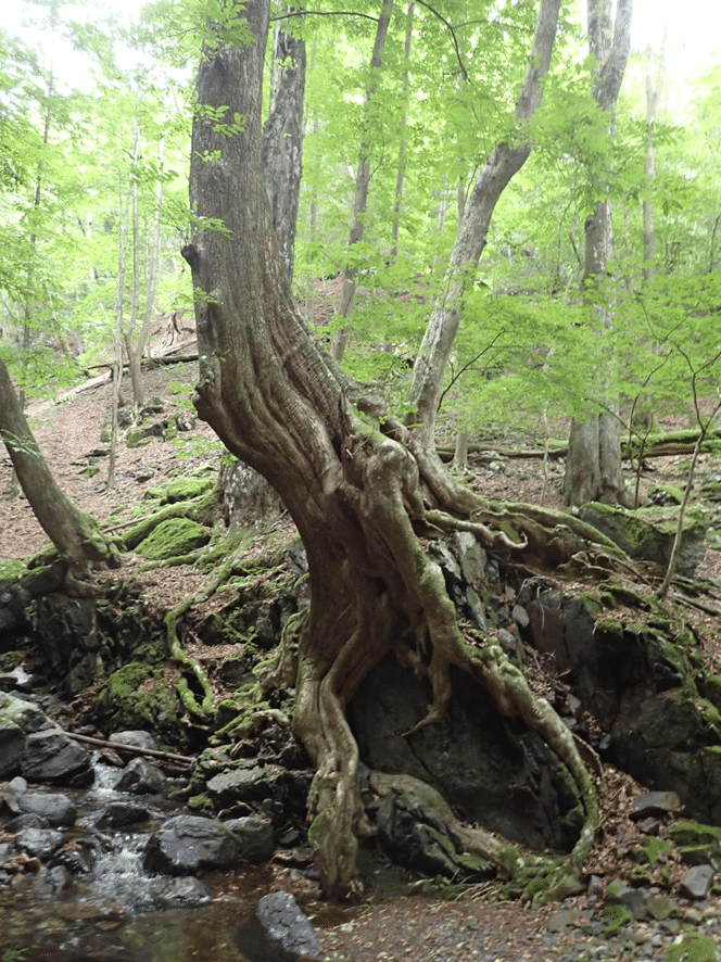 シオジ 北限だそうです。｜マンガン