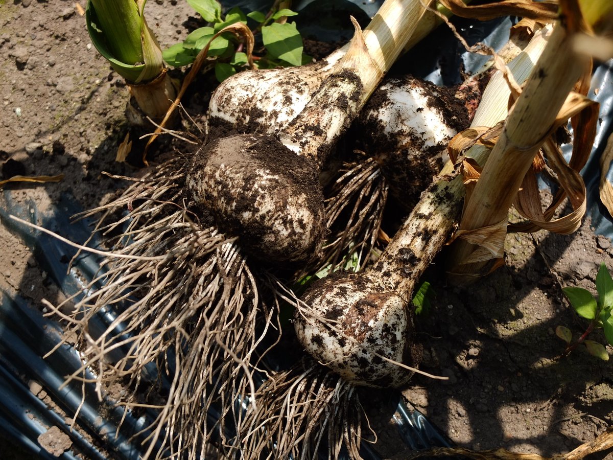 なぜ僕が、オーク牧場の初「経産牛」を応援するのか｜江六前一郎｜Ichiro Erokumae｜Food HEROes代表