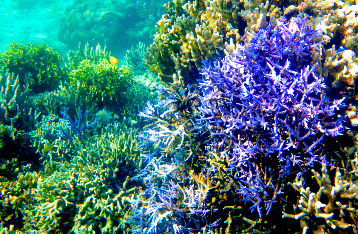 意外と知らないサンゴの基本知識｜渡辺仁史 / WATANABE, Hitoshi