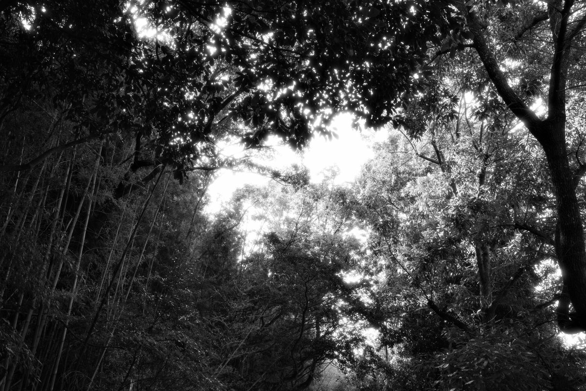 カメラ本体の値段について｜komorebi_94